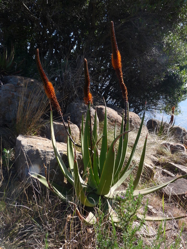 Aloe barbara-jeppeae · iNaturalist