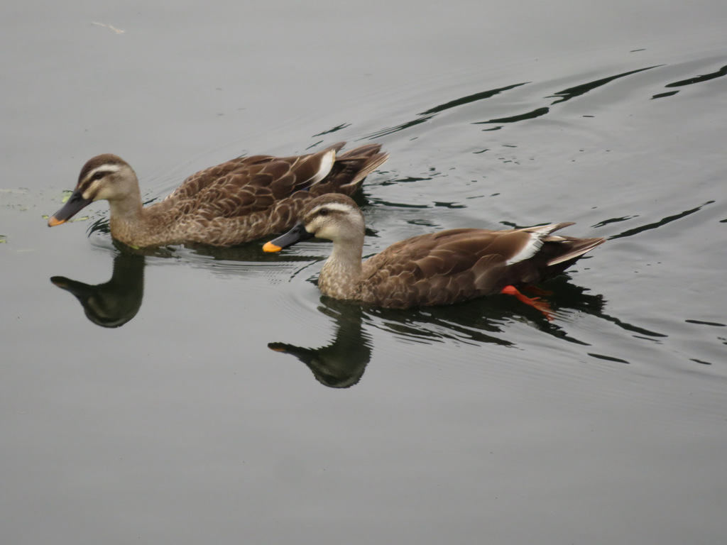 Eastern Spot-billed Duck from Ono, Uenohara, Yamanashi 409-0123, Japan ...