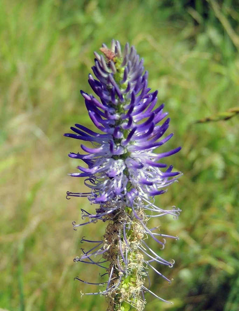 Phyteuma michelii from Città Metropolitana di Torino, Italia on July 1 ...