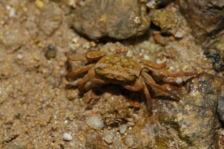 Parasesarma pictum from Plover Cove Country Park, Shuen Wan, New ...