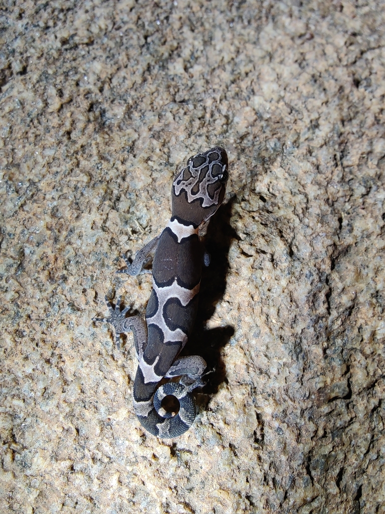 Bangalore Geckoella from Ankanagondi, Karnataka, India on July 1, 2021 ...