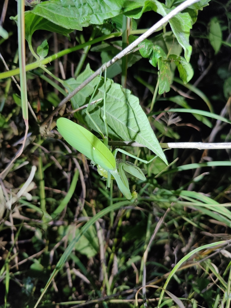 Golden Giant Asian Mantis from Ankanagondi, Karnataka, India on July 1 ...