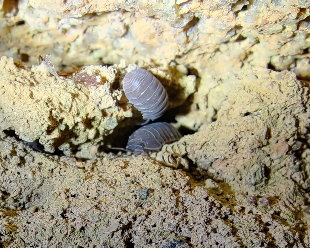Tropical Pill Woodlice from Ankanagondi, Karnataka, India on July 1 ...