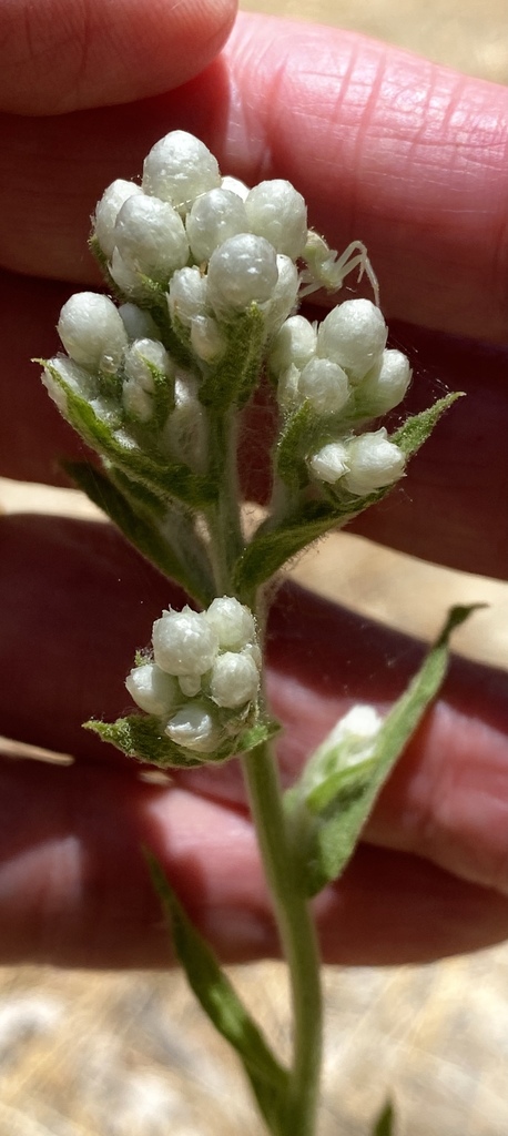 California cudweed in June 2021 by dreamscapedeb · iNaturalist