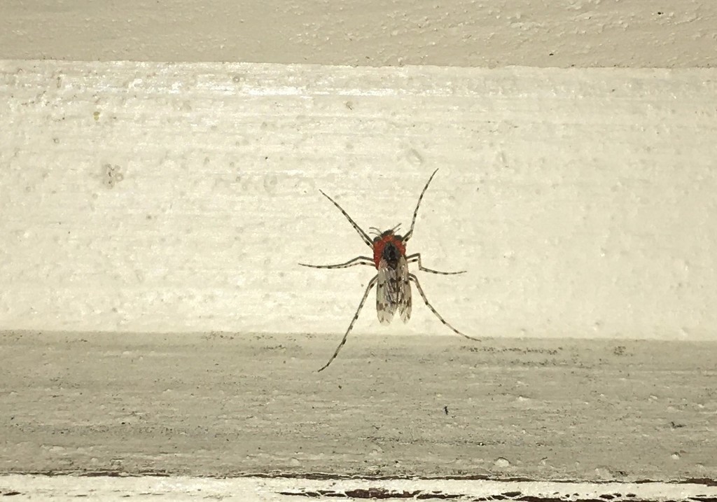 Non-biting Midges from Sariai, Lithuania on July 1, 2021 at 11:54 PM by ...