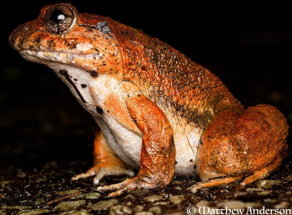 Namie's frog in July 2021 by mande010 · iNaturalist