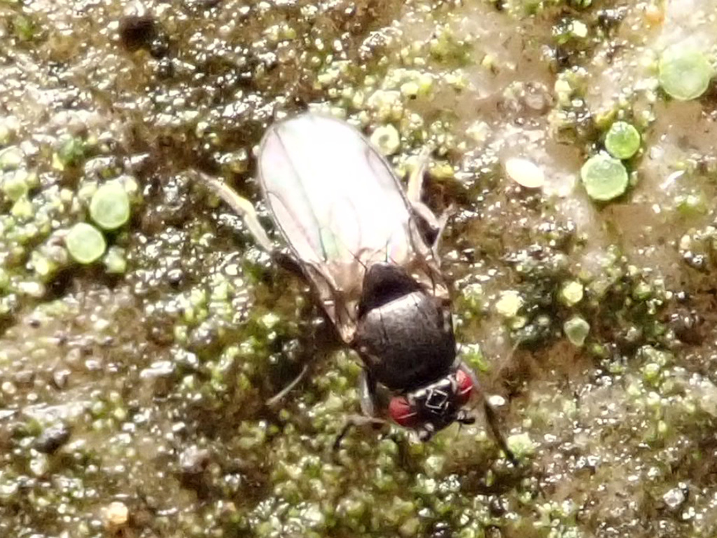 Lesser Dung Flies from Красногорск, Московская обл., Россия on July 01 ...