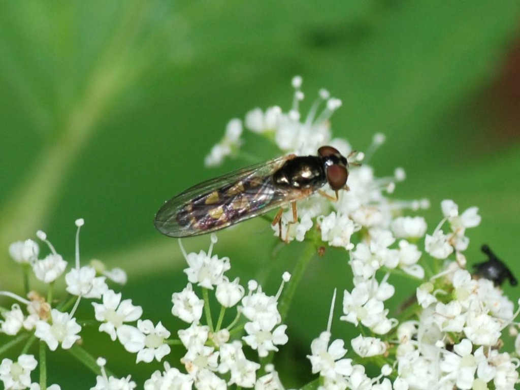 Ladder-backed Hover Fly from Северо-Западный административный округ ...
