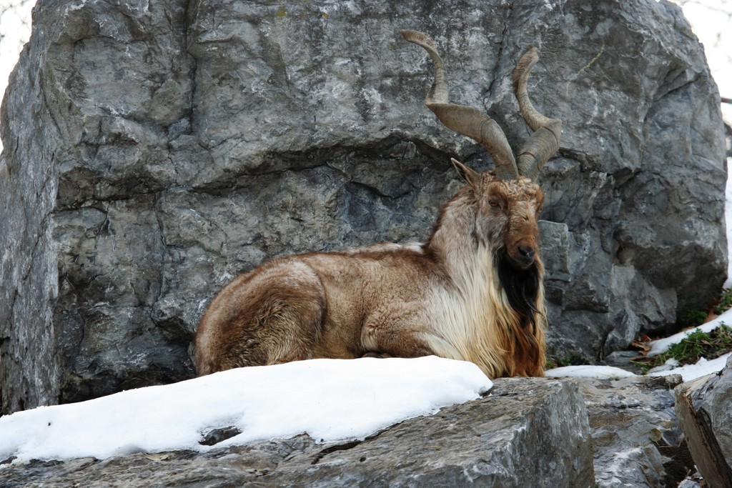 Markhor (Capra falconeri) - Know Your Mammals