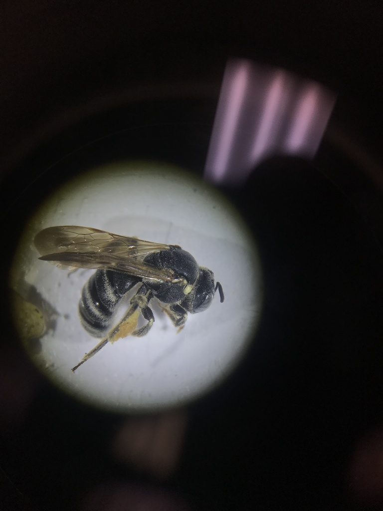 Protandrena bancrofti from Missouri National Recreation River, Meckling ...