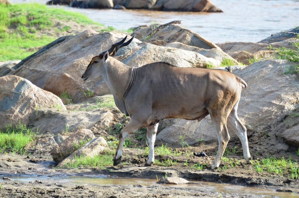 Striped Eland (Tragelaphus oryx livingstonii) - Know Your Mammals