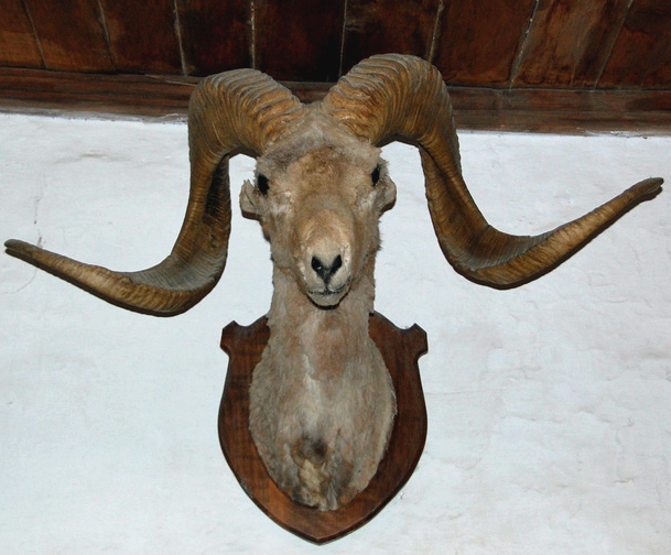 Marco Polo Sheep (Ovis ammon polii) - Know Your Mammals