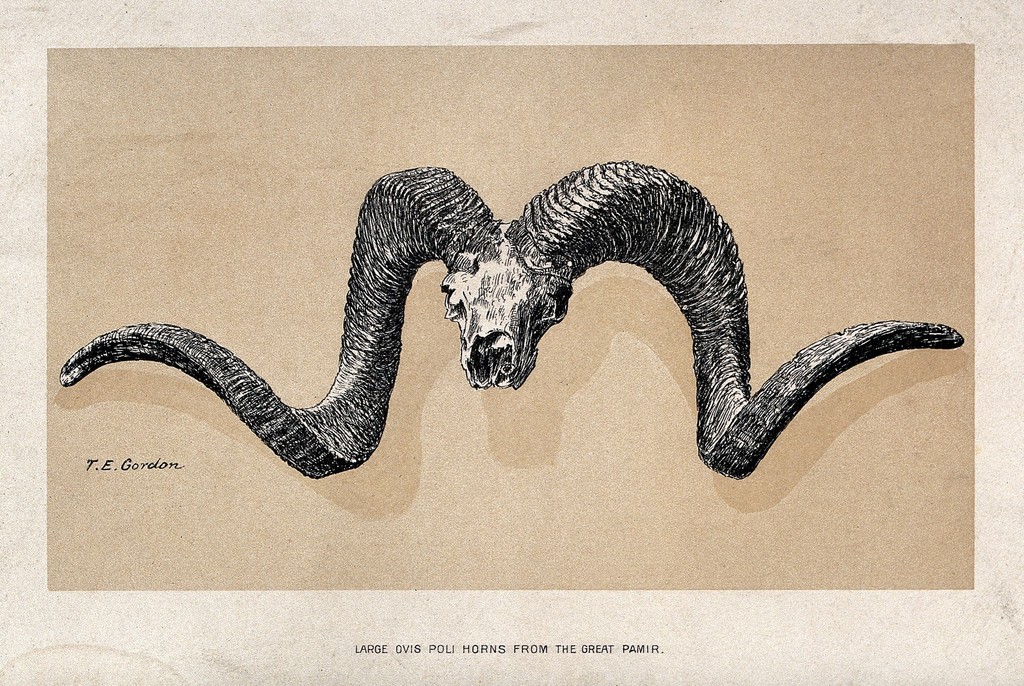 Marco Polo Sheep (Ovis ammon polii) - Know Your Mammals