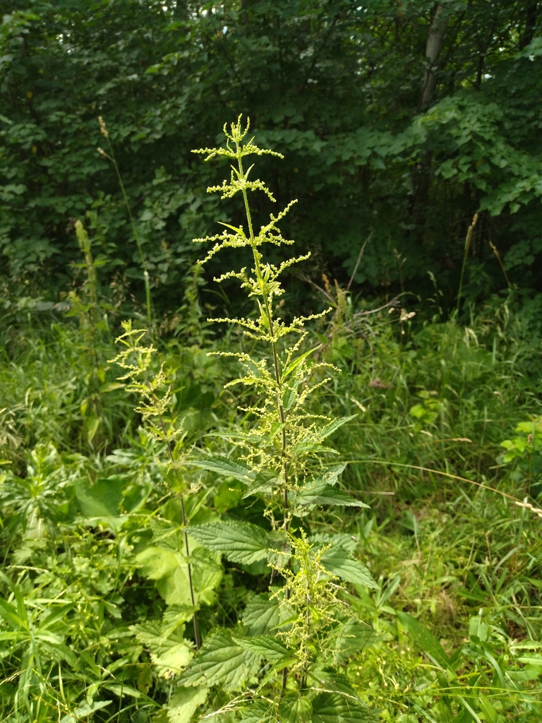 Fen Nettle from Shumerlinskiy rayon, Chuvash, Russia on July 2, 2021 at ...