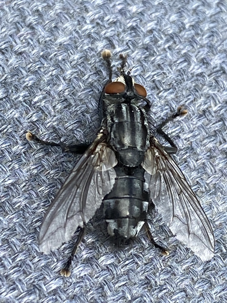 Common Flesh Flies from Braşov, RO on July 2, 2021 at 03:07 PM by ...