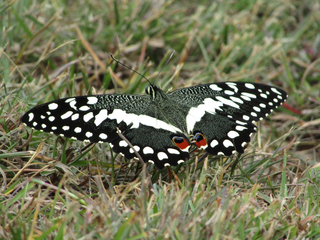 Citrus Swallowtail from Kijabe, Kenya on July 2, 2021 at 10:28 AM by ...