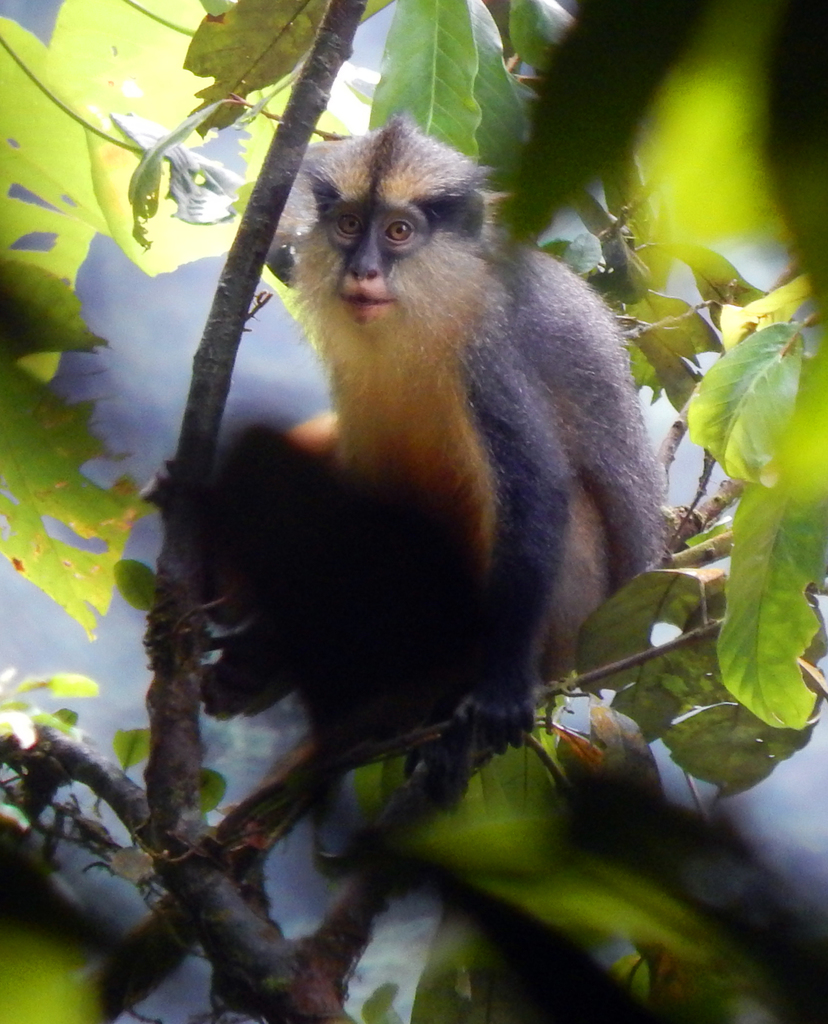 Crowned Monkey in January 2014 by arakso · iNaturalist