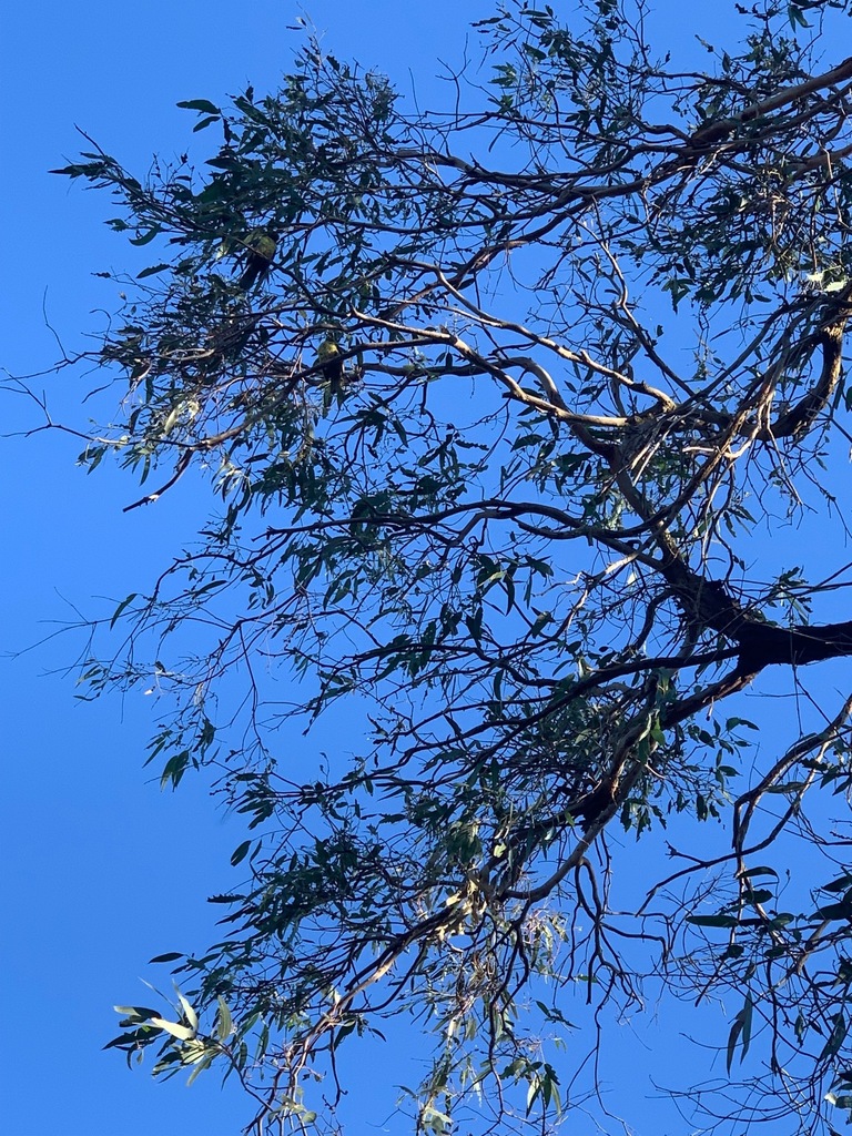 Bell Miner from Pearcedale VIC 3912, Australia on July 1, 2021 at 03:00 ...