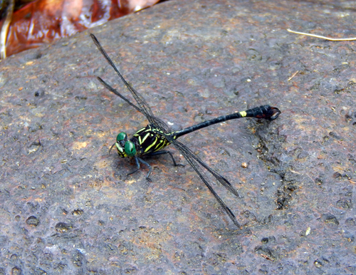 Western Horntails (Genus Libyogomphus) · iNaturalist