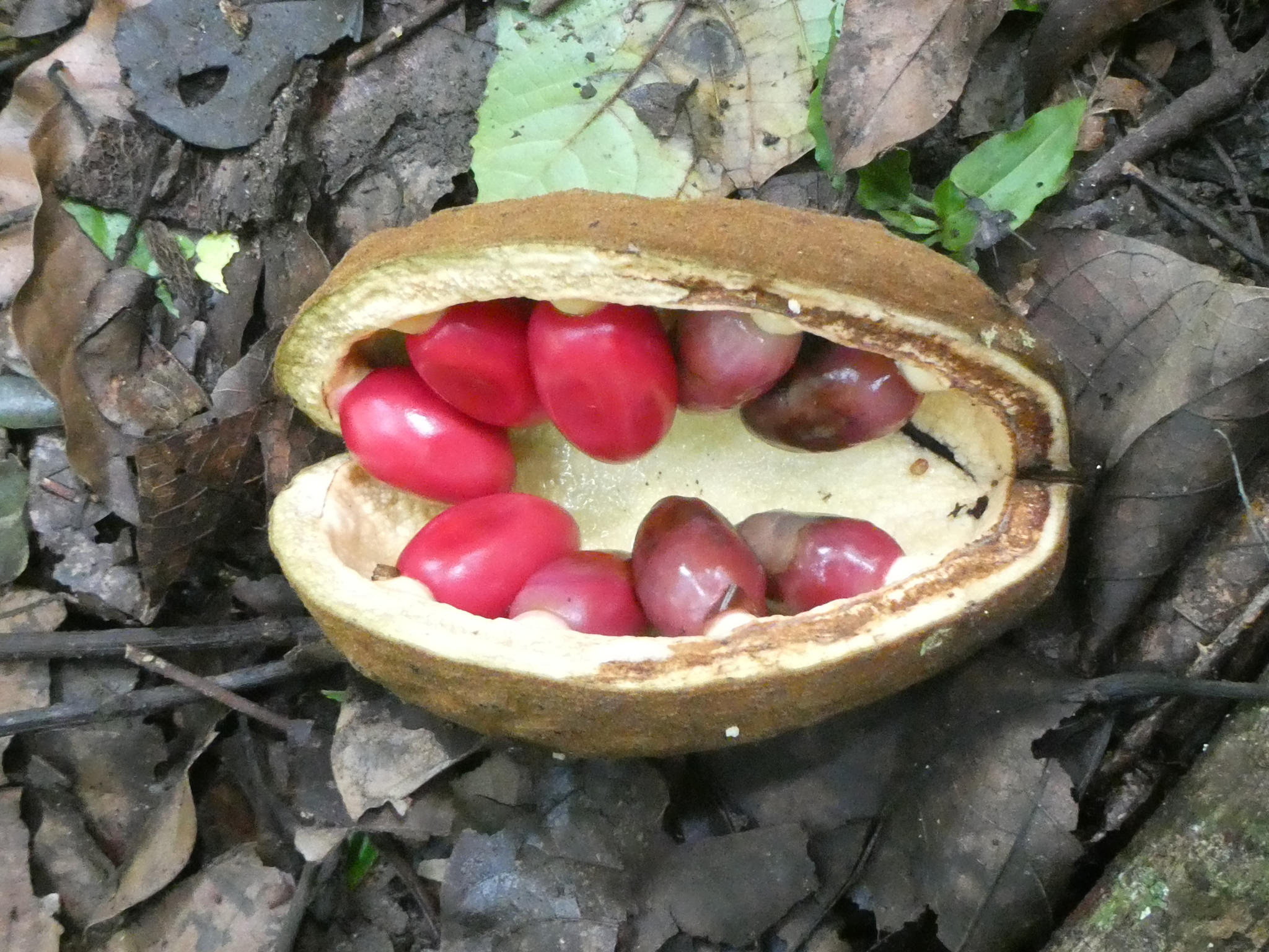 Cola gigantea A.Chev.