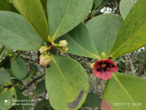 Clusia dardanoi · iNaturalist
