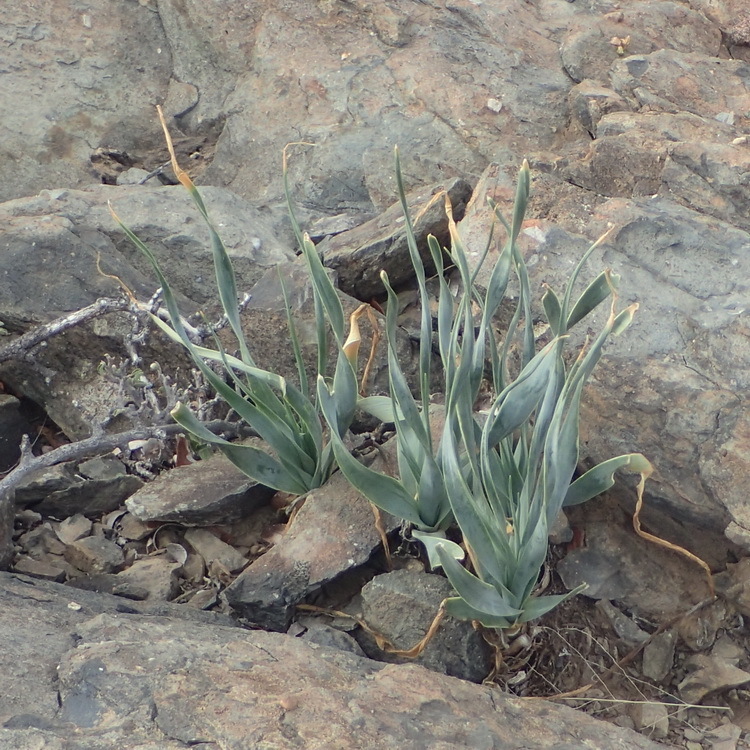 Bellow Squill from Darlington Dam, Western District, South Africa on ...