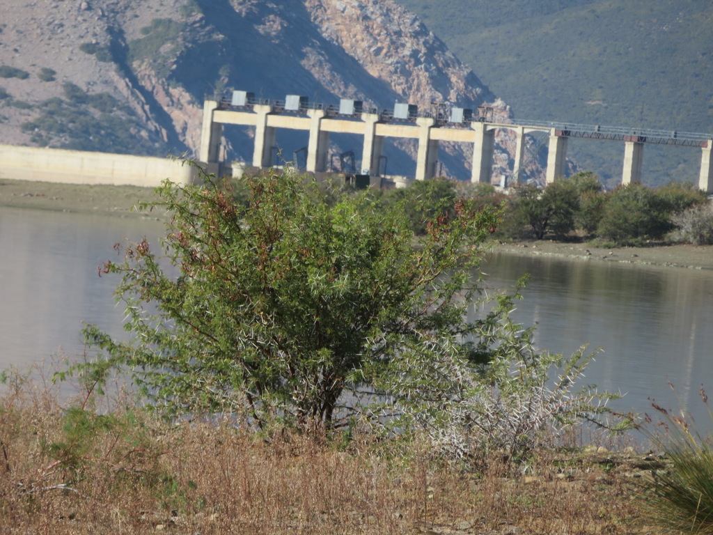 Sweet Thorn from Darlington Dam, Western District, South Africa on May ...