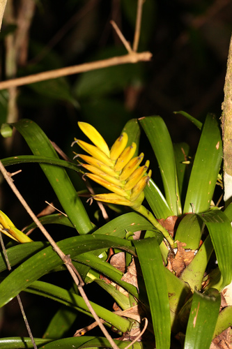 Vriesea maxoniana · iNaturalist