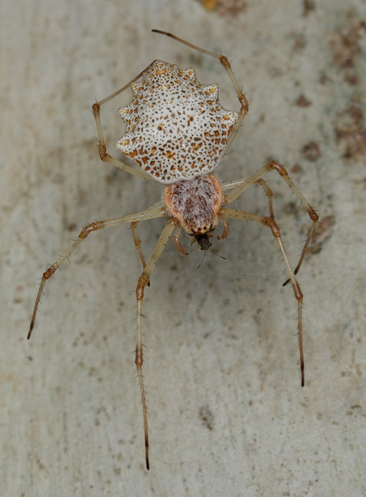 Australian Coin Spider from Rum Jungle NT 0845, Australia on June 01 ...