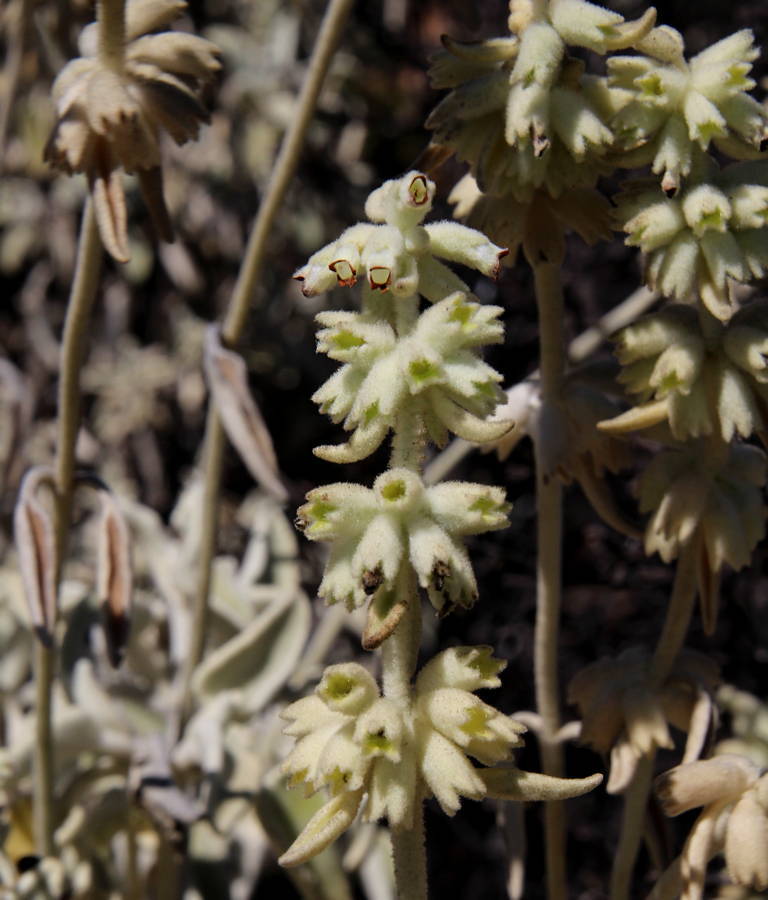 Sideritis mascaensis (Tenerife Plants Lamiales) · iNaturalist