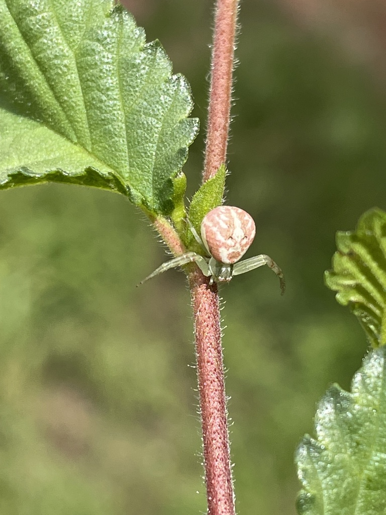 Mecaphesa from Fairfax St, Denver, CO, US on June 27, 2021 at 04:20 PM ...