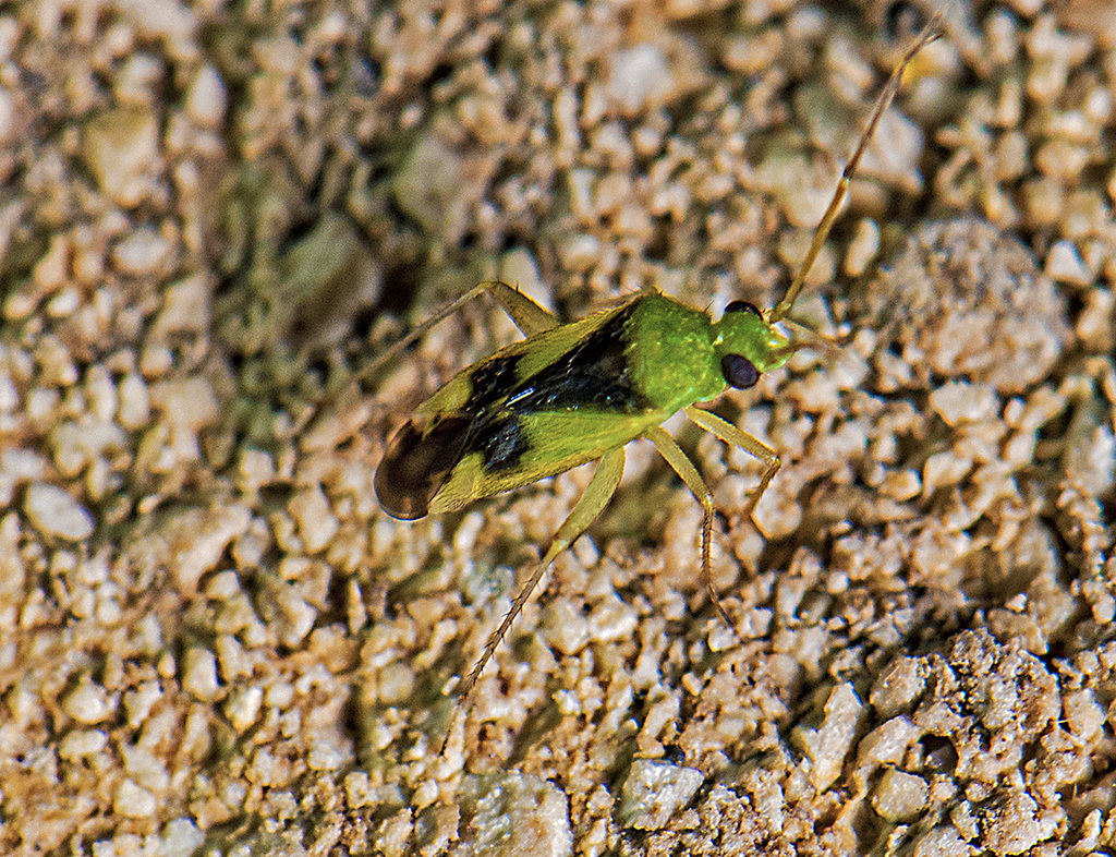 Ornate Plant Bug from Canyon Lake, TX, USA on July 1, 2021 at 10:28 PM ...