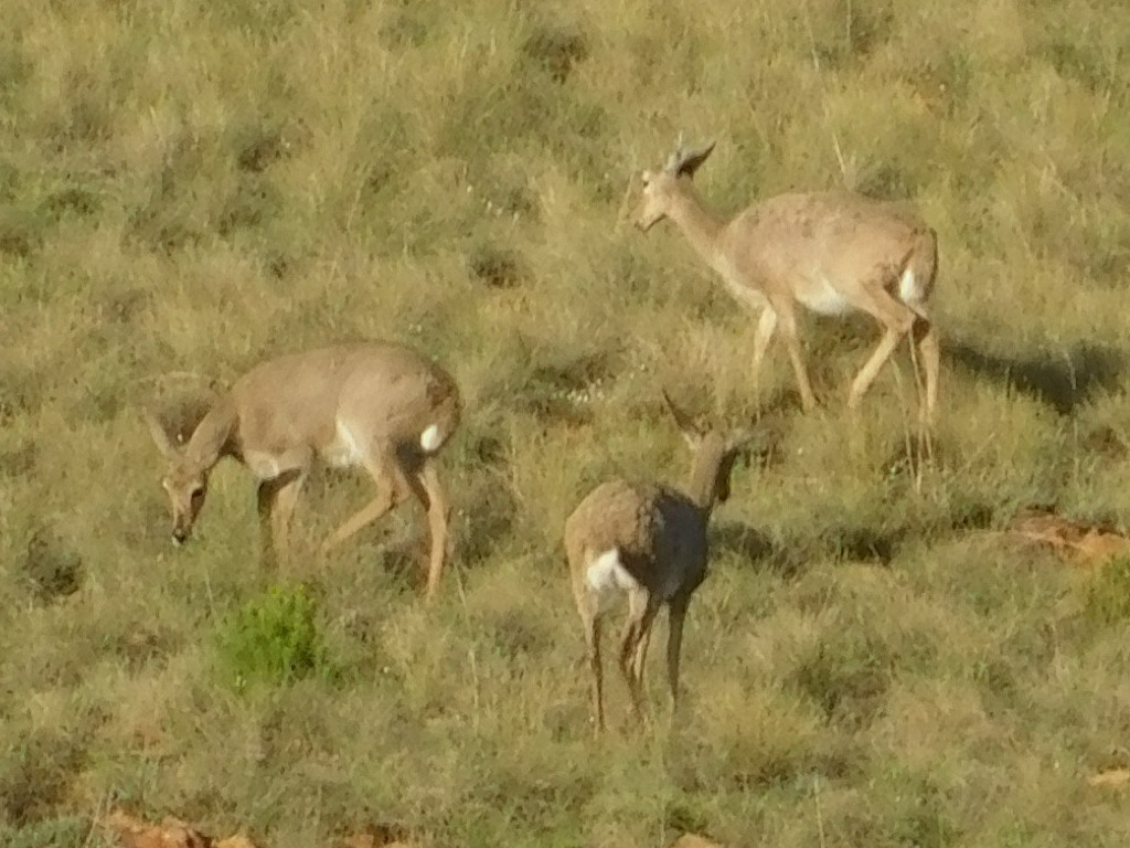 Grey Rhebok from Loerkop Greyton, 7233, South Africa on July 1, 2021 at ...