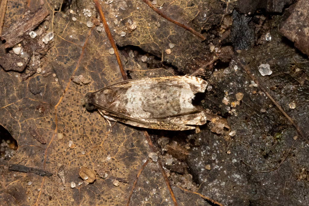 Olethreutes Moths from Meridian Charter Township, MI, USA on July 01 ...