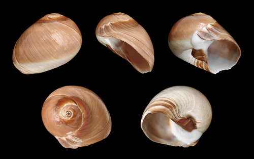 Bladder moon snail (Glossaulax didyma) · iNaturalist