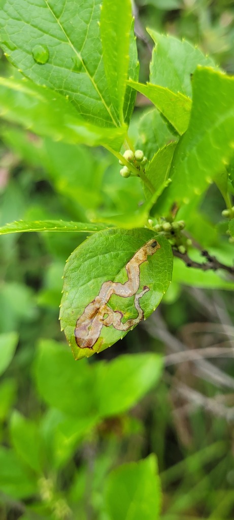 Phytomyza wiggii from Prince, Prince Edward Island, Canada on July 1 ...