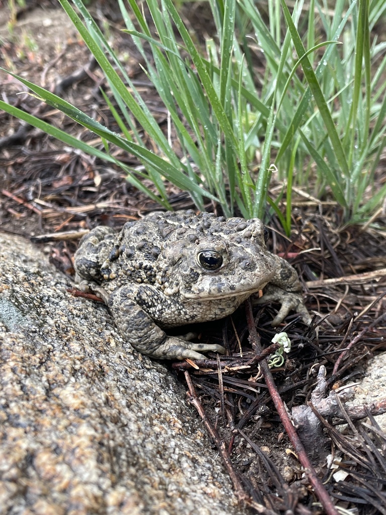 Western Toad from Humboldt-Toiyabe National Forest, Spring Creek, NV ...