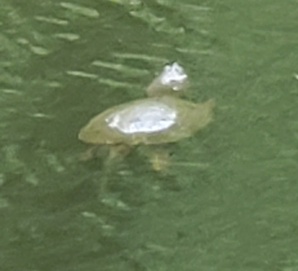 Common Snapping Turtle from Mustoe, VA, USA on July 02, 2021 at 11:52 ...