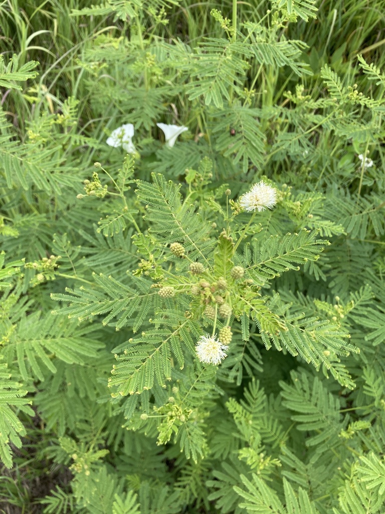 Illinois bundleflower from Old Highway 20 W, South Sioux City, NE, US ...