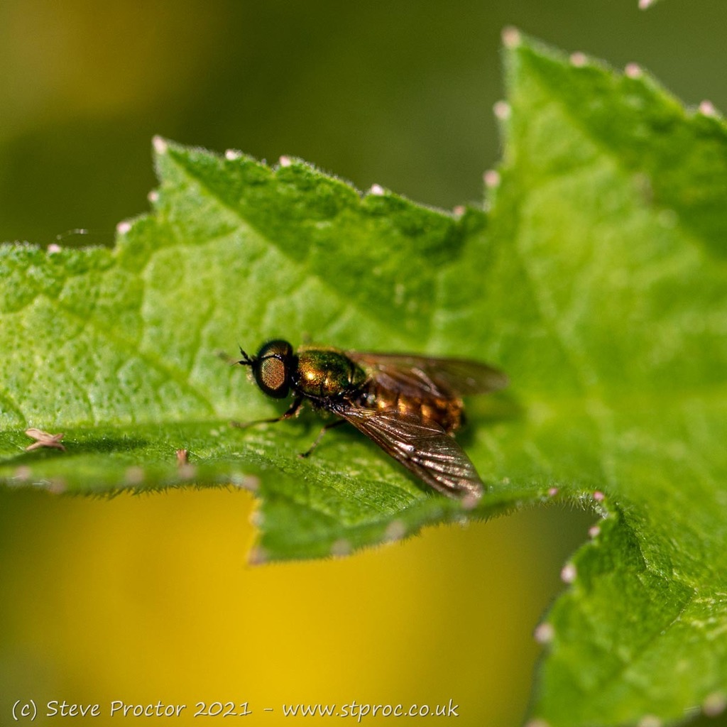 Broad Centurion Fly from Lancashire, UK on June 30, 2021 at 02:09 PM by ...