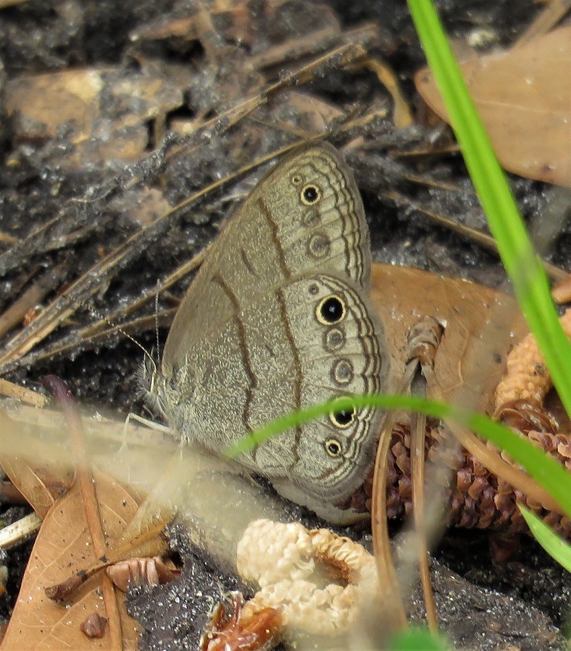 Intricate Satyr from Levy County, FL, USA on March 09, 2018 at 11:52 AM ...