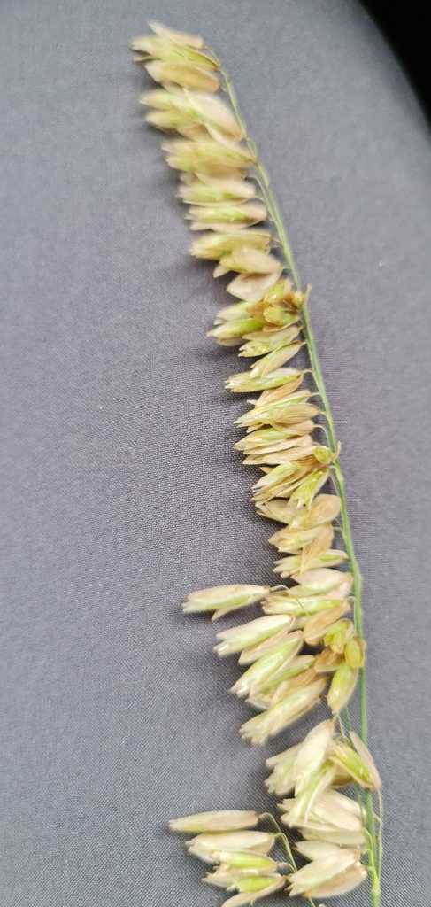 melicgrasses (Melica) - Botanical Realm