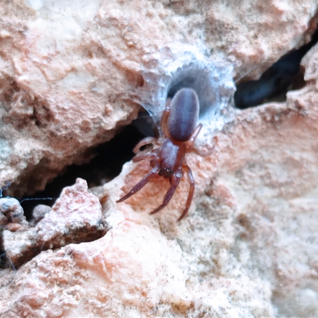 Tube-web Spiders from 52221, Rabac, Chorwacja on June 29, 2021 at 07:38 ...