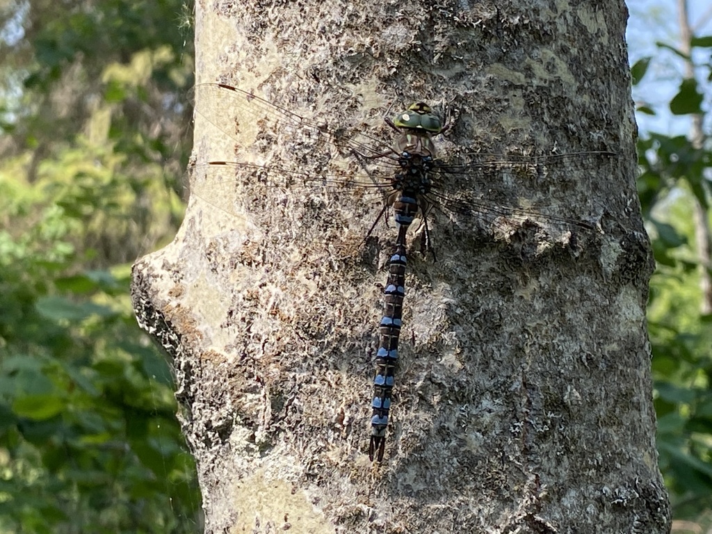 Hawkers and Typical Darners from Red Deer, AB, CA on July 02, 2021 at ...