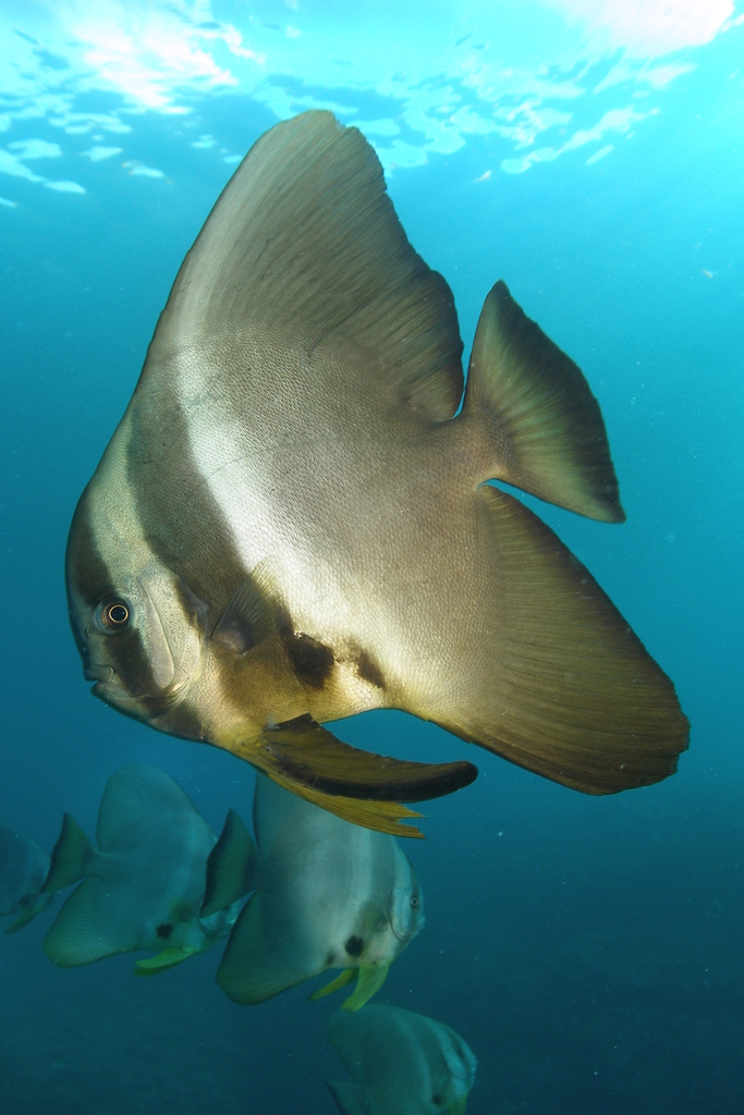 Roundface Batfish (Marine Biodiversity in the Gulf of Thailand ...