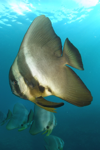 Roundface Batfish (Marine Biodiversity in the Gulf of Thailand ...