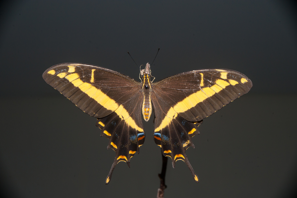 Bahamian Swallowtail (Butterflies Of GTMO) · iNaturalist