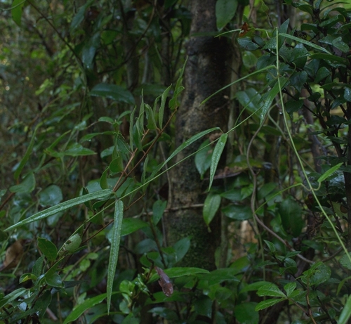 Diplolepis pachyphylla · iNaturalist