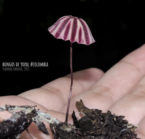 Marasmius tageticolor (Mushrooms of Kenya) · iNaturalist