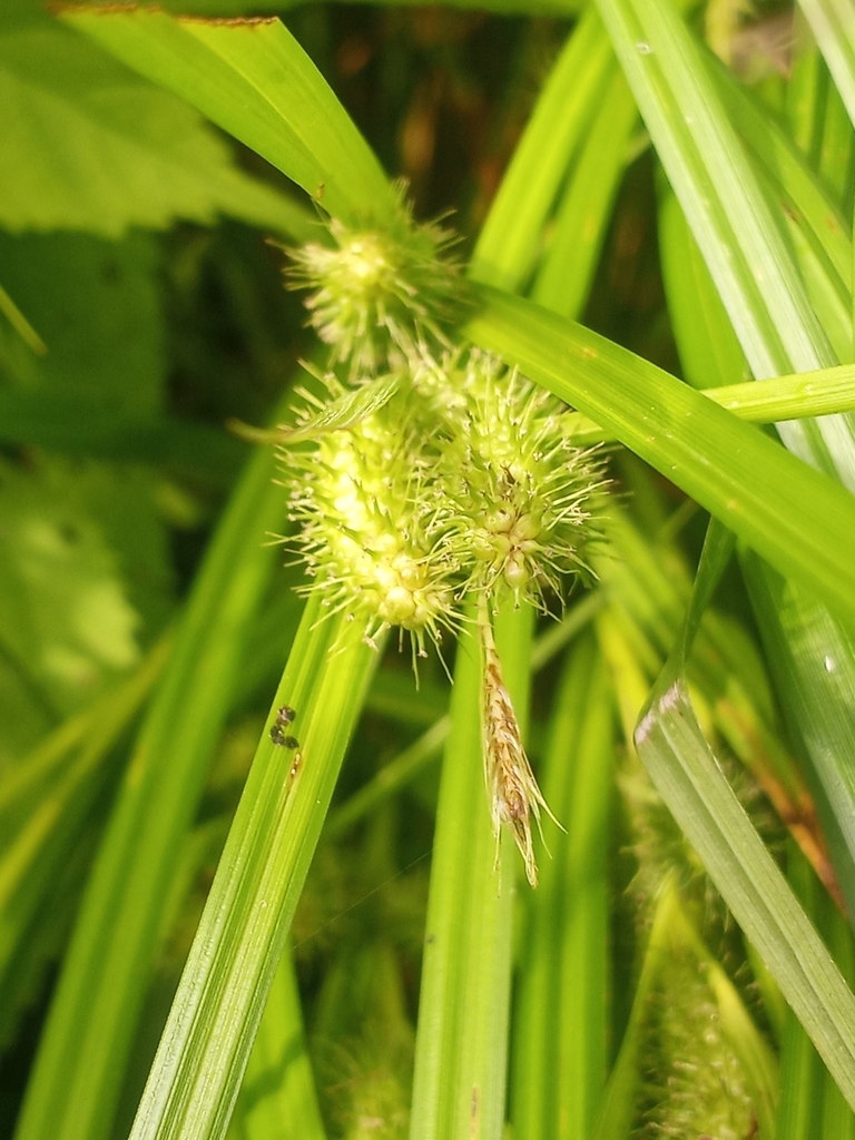 Frank's sedge from Denton, MD 21629, USA on July 2, 2021 at 04:13 PM by ...